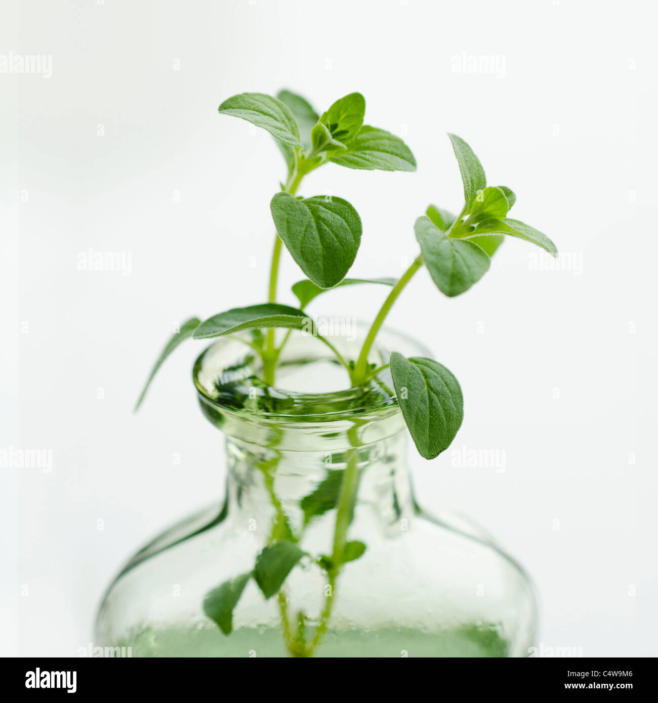 Herb oregano hi-res stock photography and images - Alamy