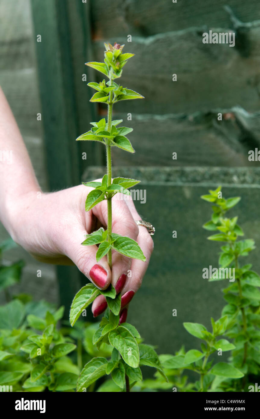 young womans arm picking sprig of sage taken in Bristol, UK Stock Photo ...