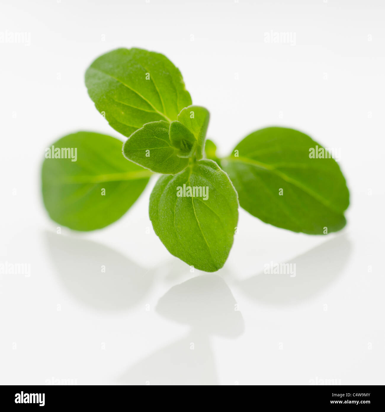 Herb oregano hi-res stock photography and images - Alamy