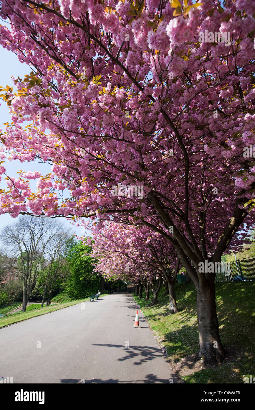 Sheffield trees blossom hi-res stock photography and images - Alamy