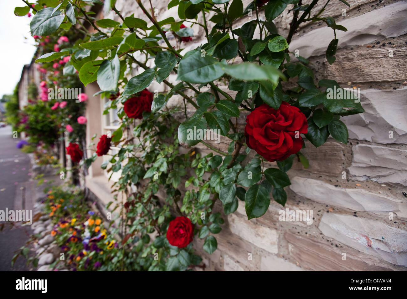 Rose covered cottages in the Peak District village of Ashford in the ...