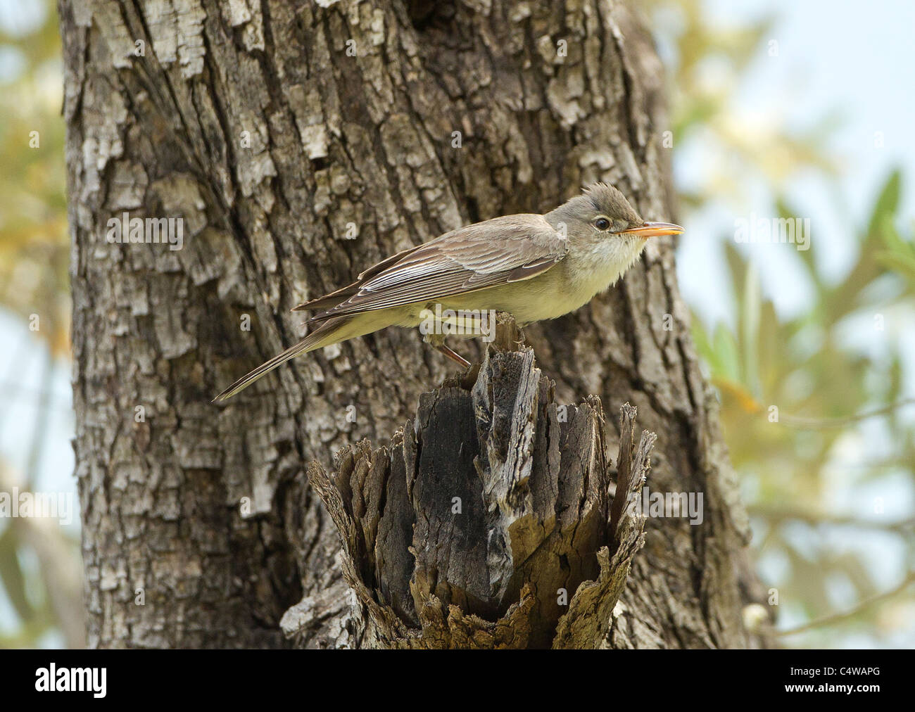 Olive tree warbler hi-res stock photography and images - Alamy