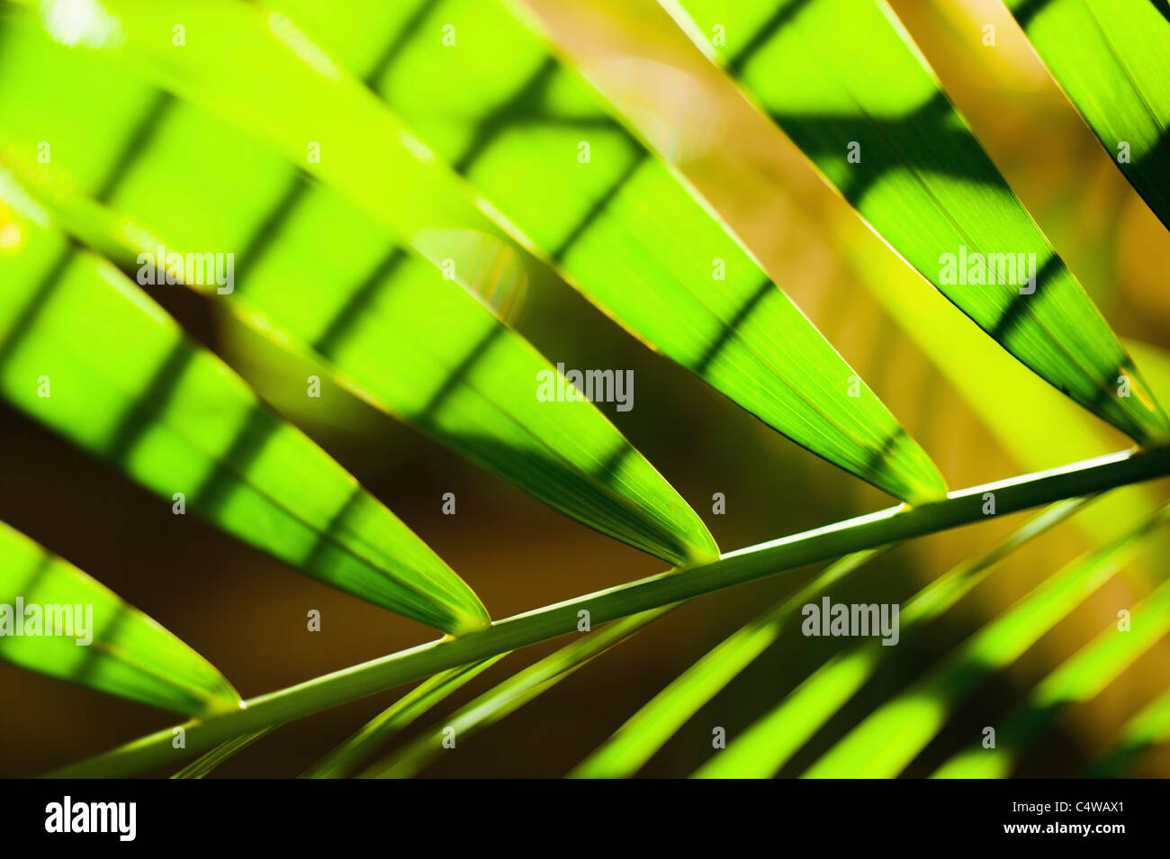 Puerto Rico,palm leaf Stock Photo - Alamy