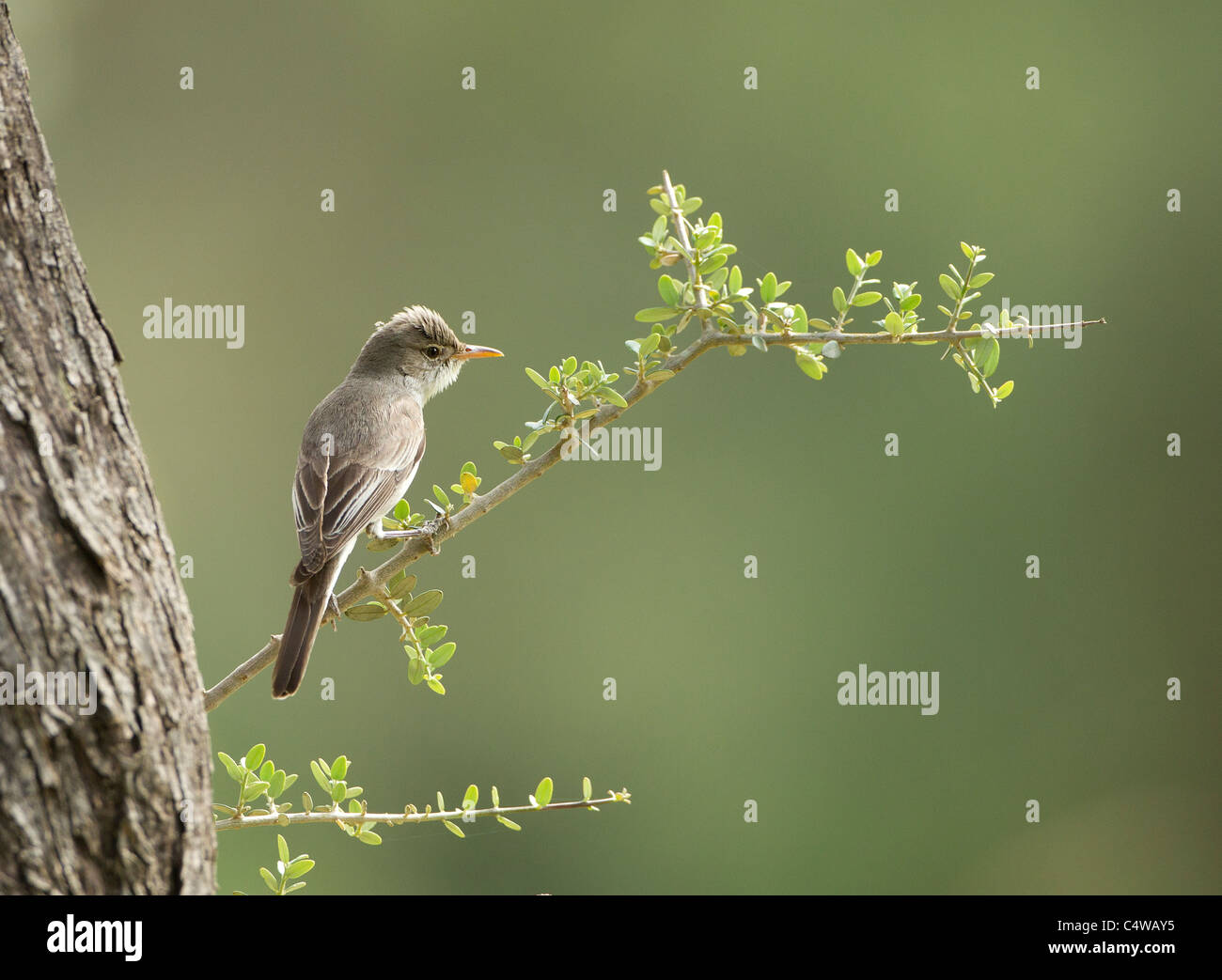 Olive tree warbler hi-res stock photography and images - Alamy