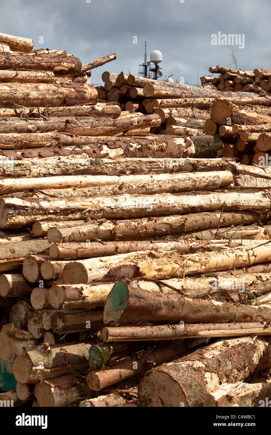 Logging industry Stacked timber cut from local forests, awaiting export ...