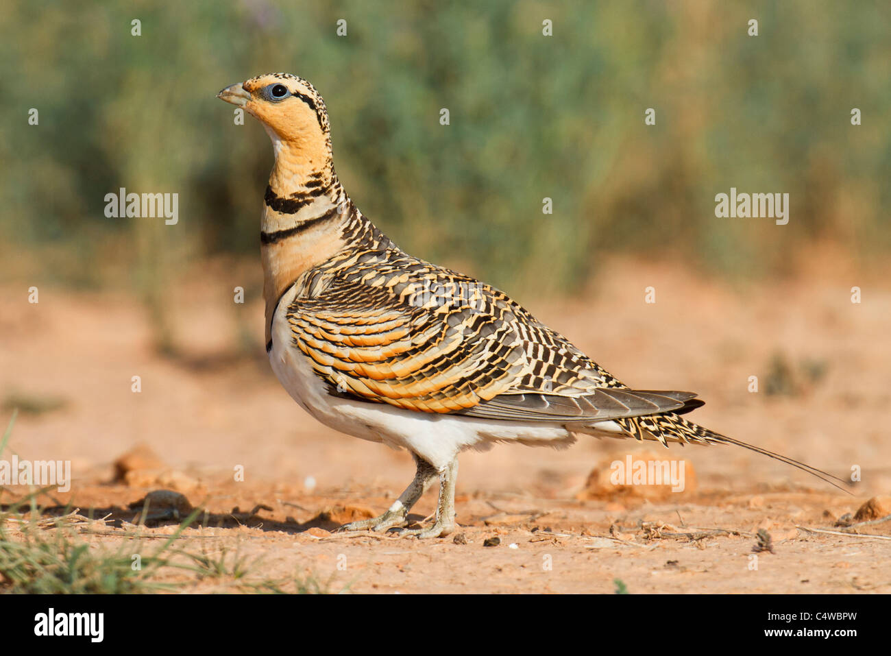 Pin-tailed sandgrouse (pterocles alchata) female, Aragon, Spain Stock ...