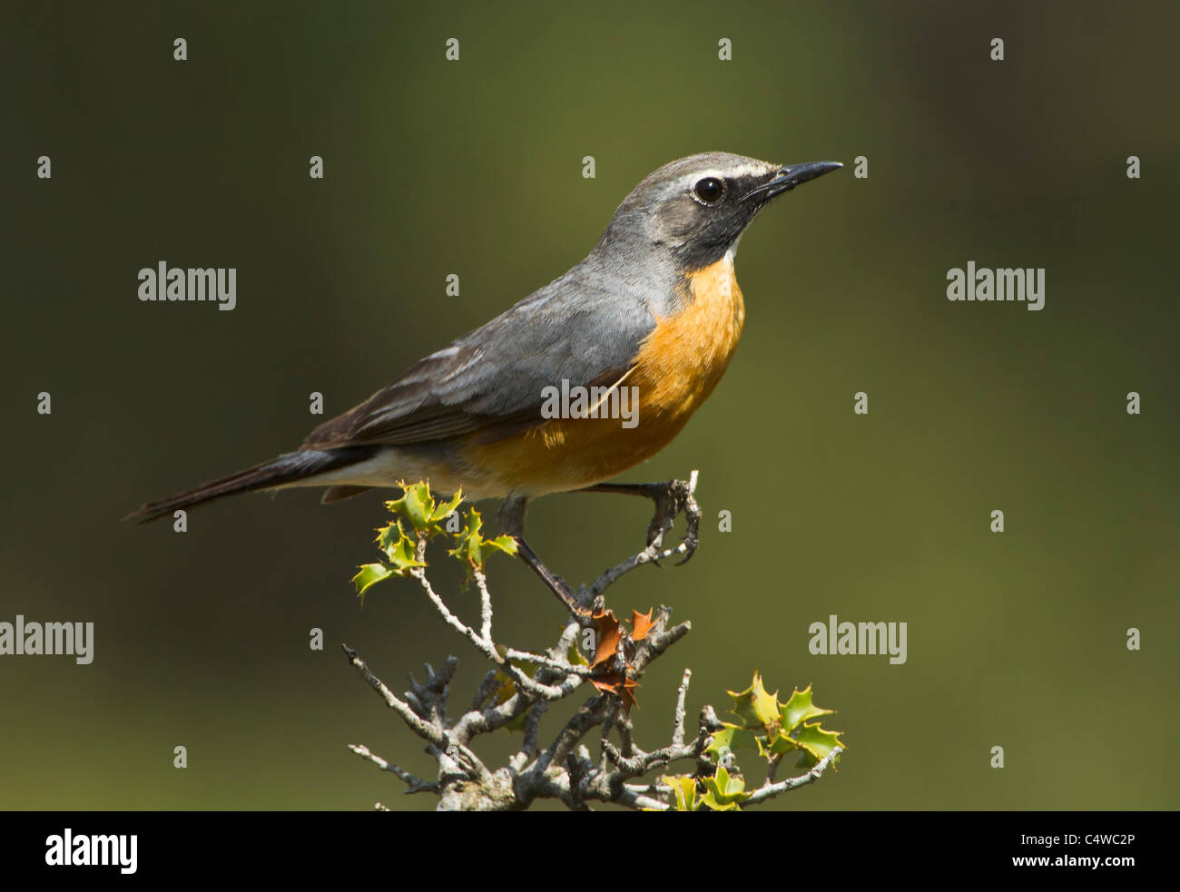 White throated robin irania gutturalis hi-res stock photography and ...
