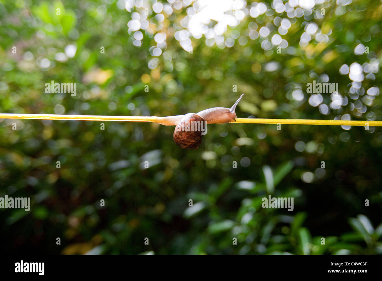 Snail Clinging to a clothes line Stock Photo - Alamy