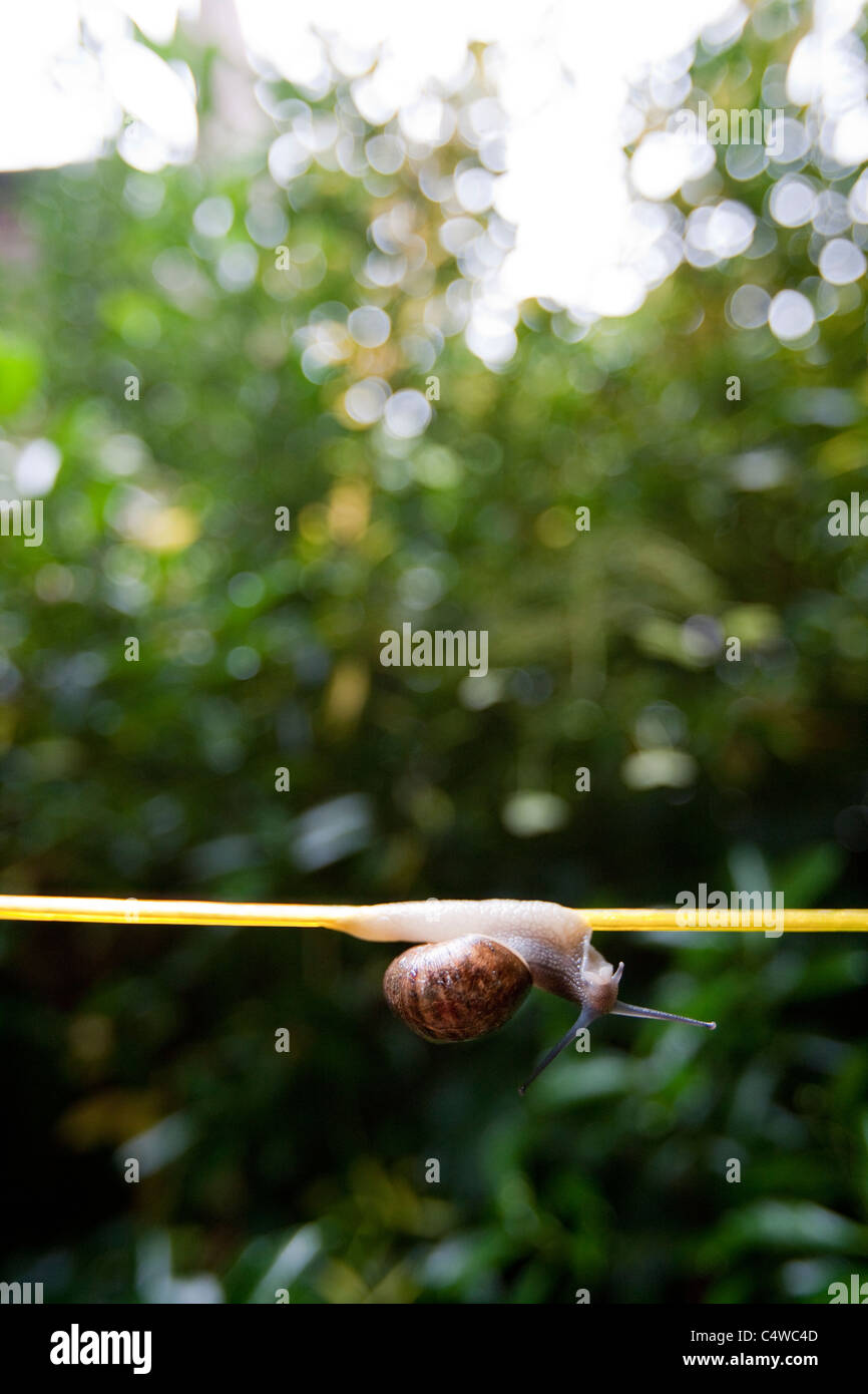 Snail Clinging to a clothes line Stock Photo - Alamy