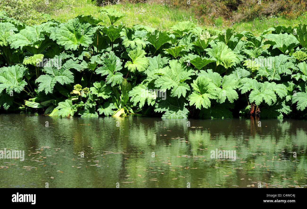 High beeches garden ponds hi-res stock photography and images - Alamy