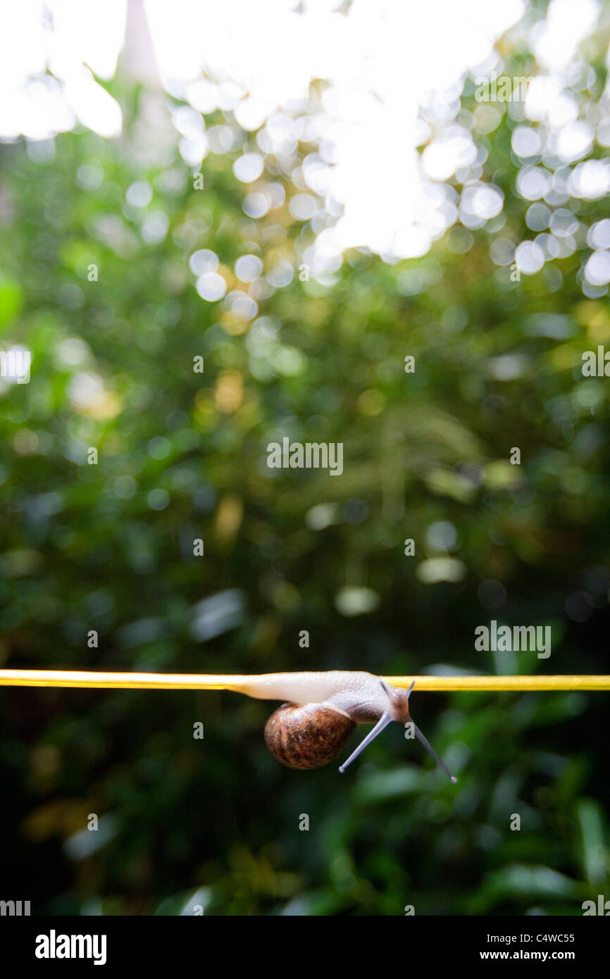 Snail Clinging to a clothes line Stock Photo - Alamy