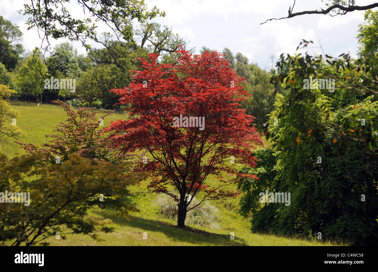 Red beeches gardens hi-res stock photography and images - Alamy