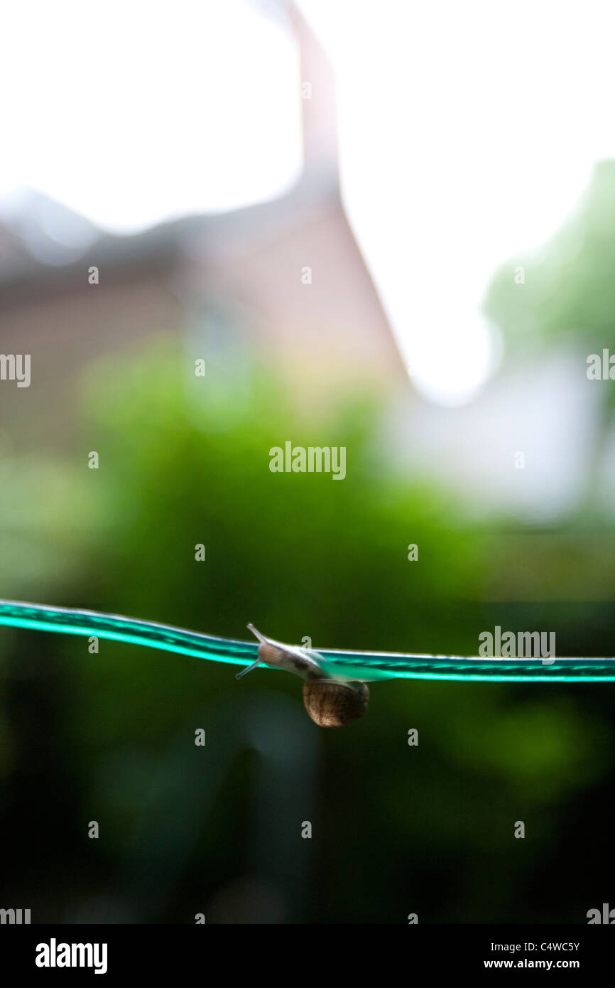 Snail Clinging to a clothes line Stock Photo - Alamy