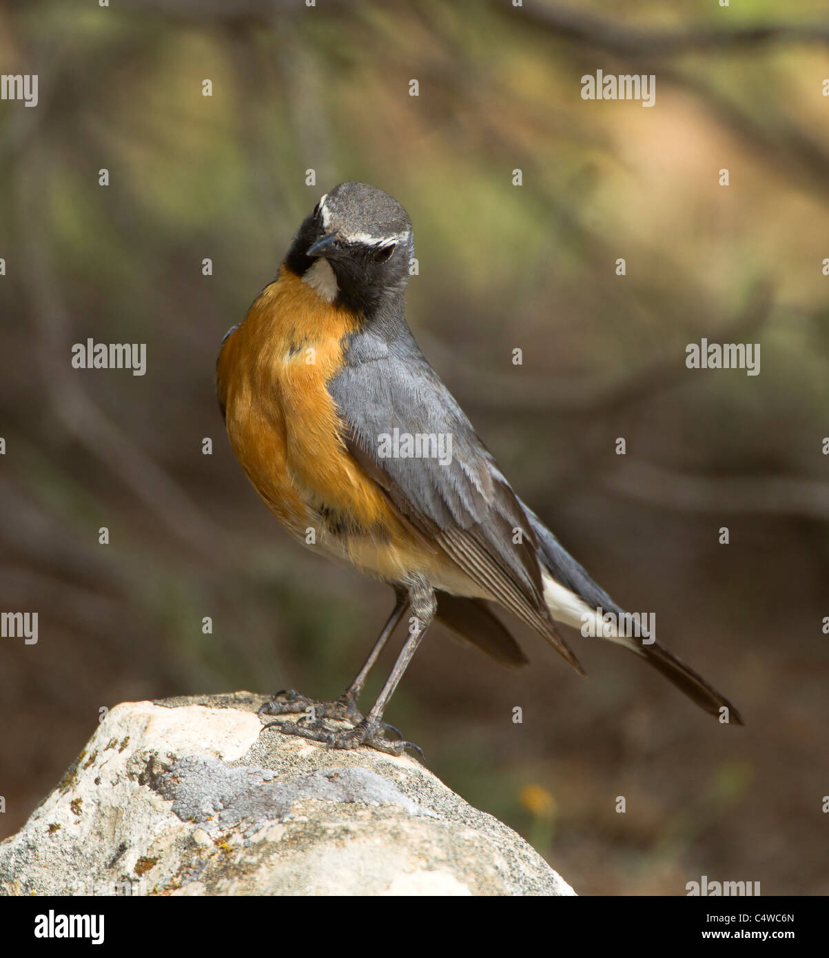 Korkitelli hi-res stock photography and images - Alamy