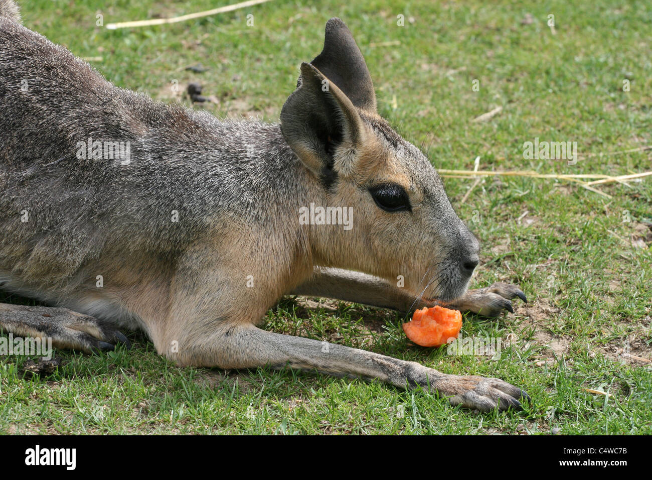 A Patagonian Mara, eating Stock Photo - Alamy