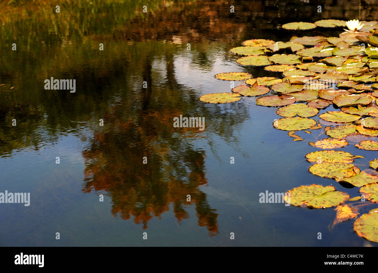 High beeches garden ponds hi-res stock photography and images - Alamy