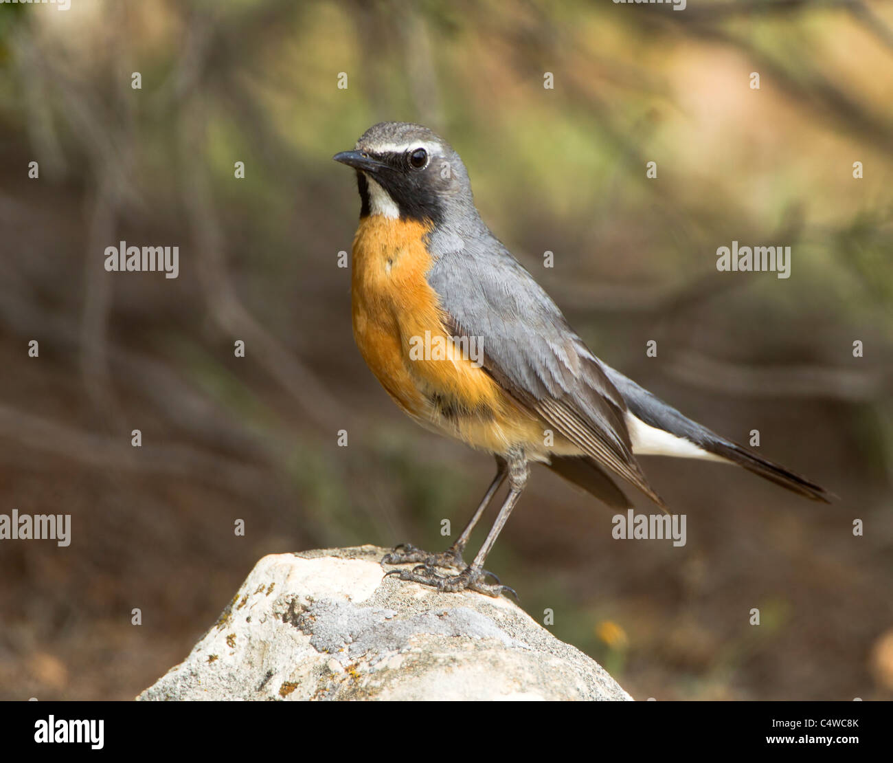 White throated robin irania gutturalis hi-res stock photography and ...