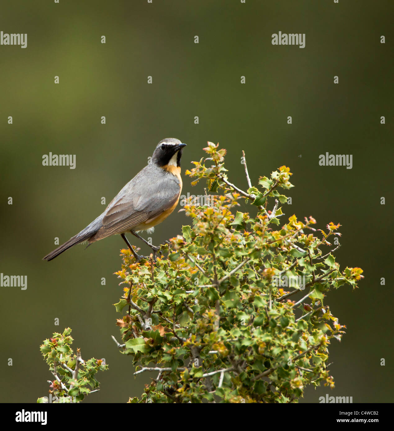 White throated robin hi-res stock photography and images - Alamy