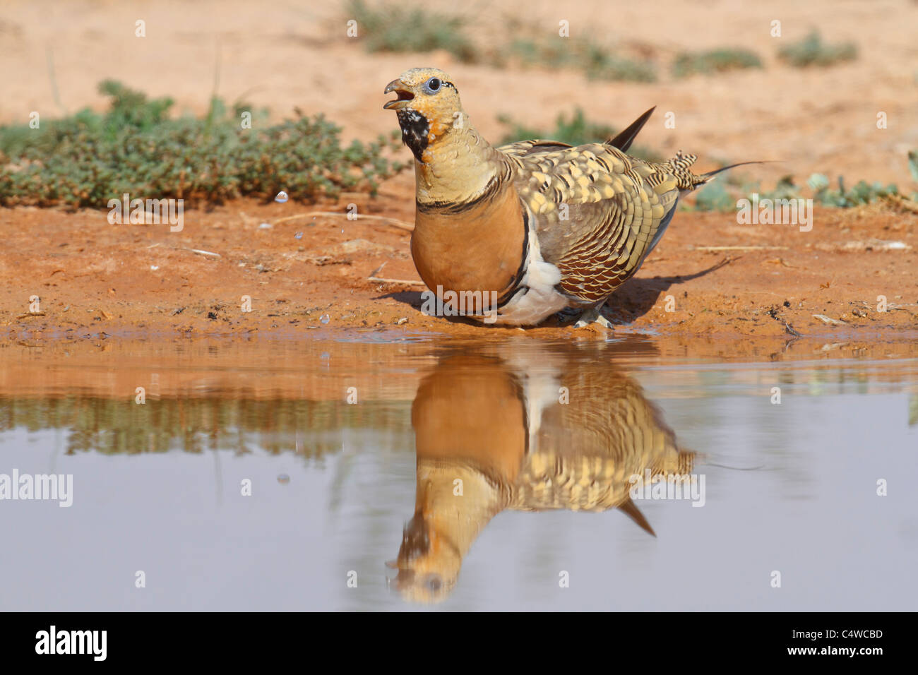 Pin-tailed sandgrouse (pterocles alchata) male, Aragon, Spain Stock ...