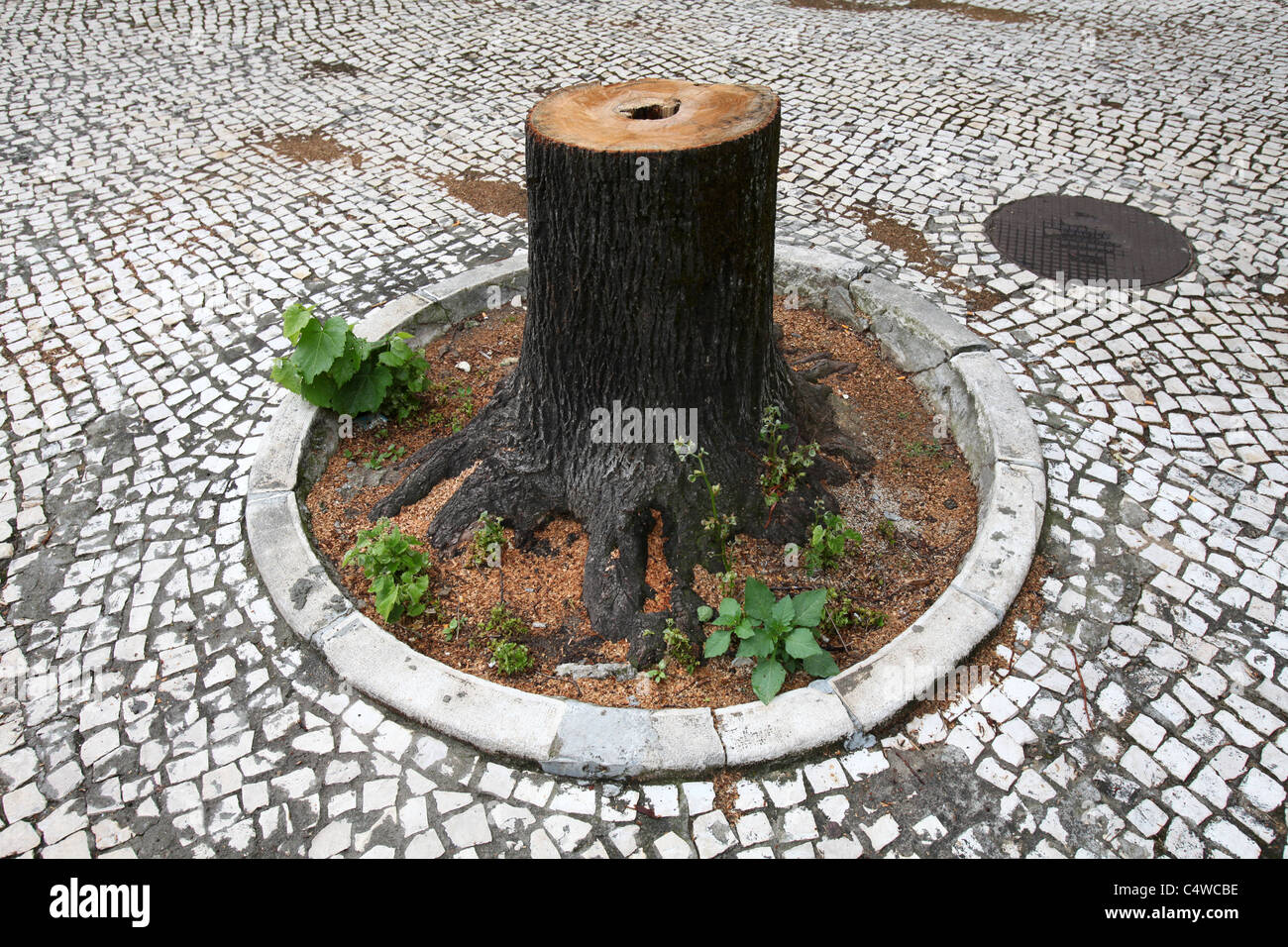 Chopped tree trunk on a city sidewalk Stock Photo - Alamy
