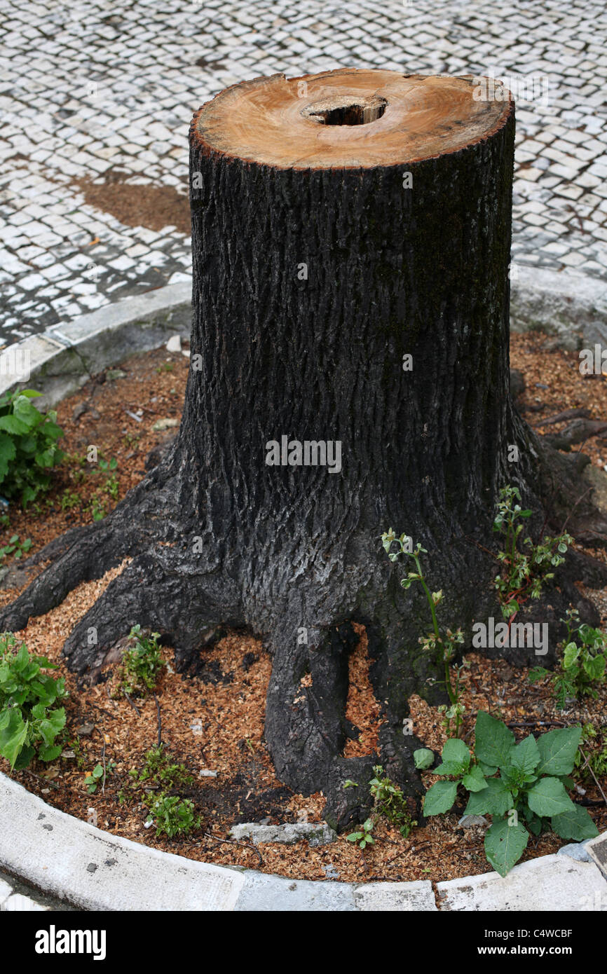 Chopped tree trunk hi-res stock photography and images - Alamy