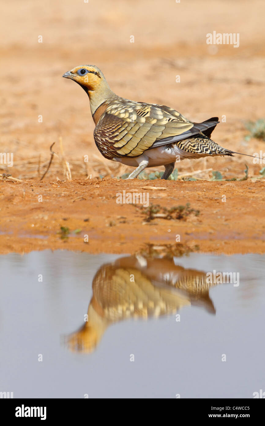 Pin-tailed sandgrouse (pterocles alchata) male, Aragon, Spain Stock ...