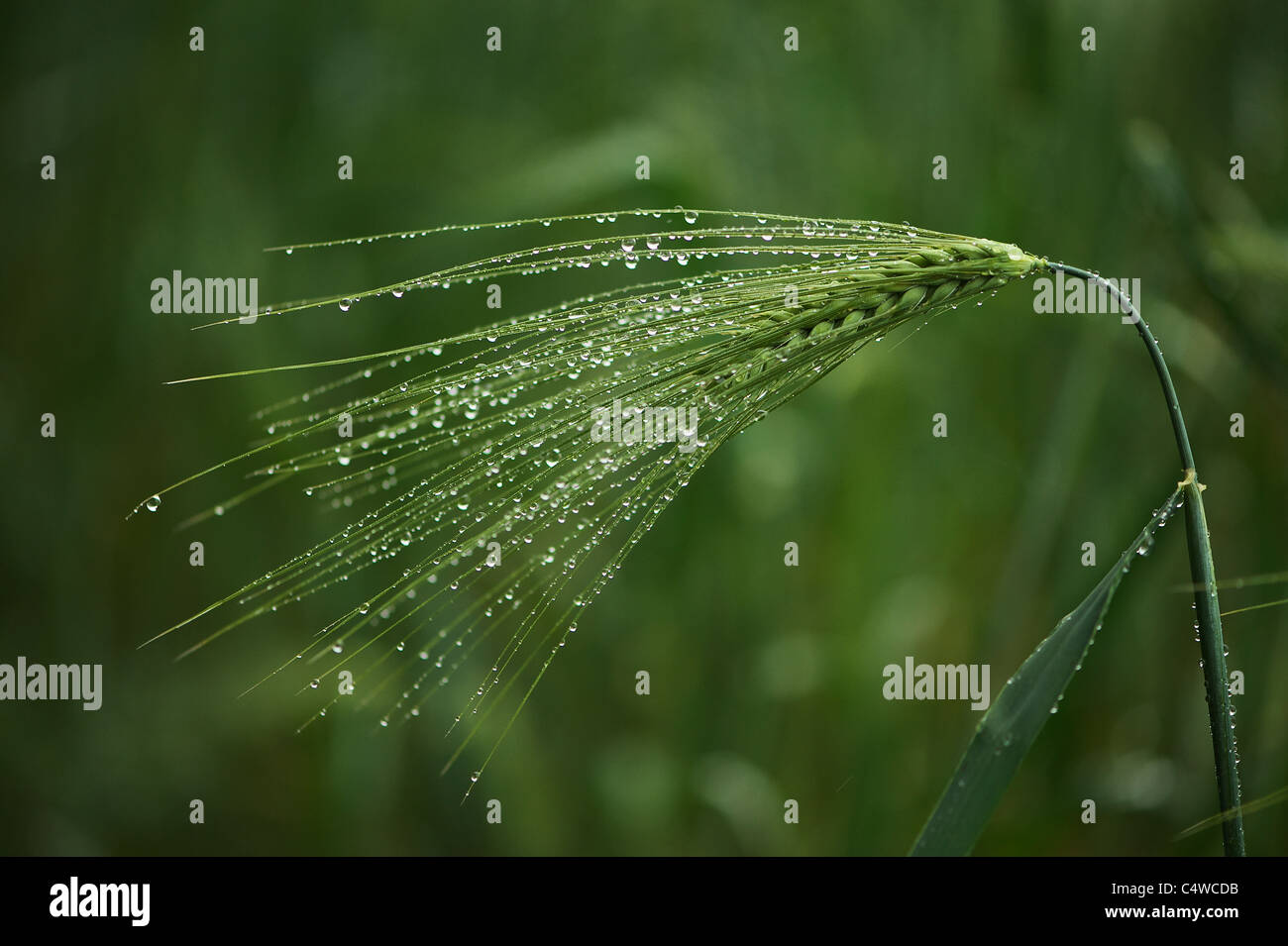 Barley In Water High Resolution Stock Photography and Images - Alamy