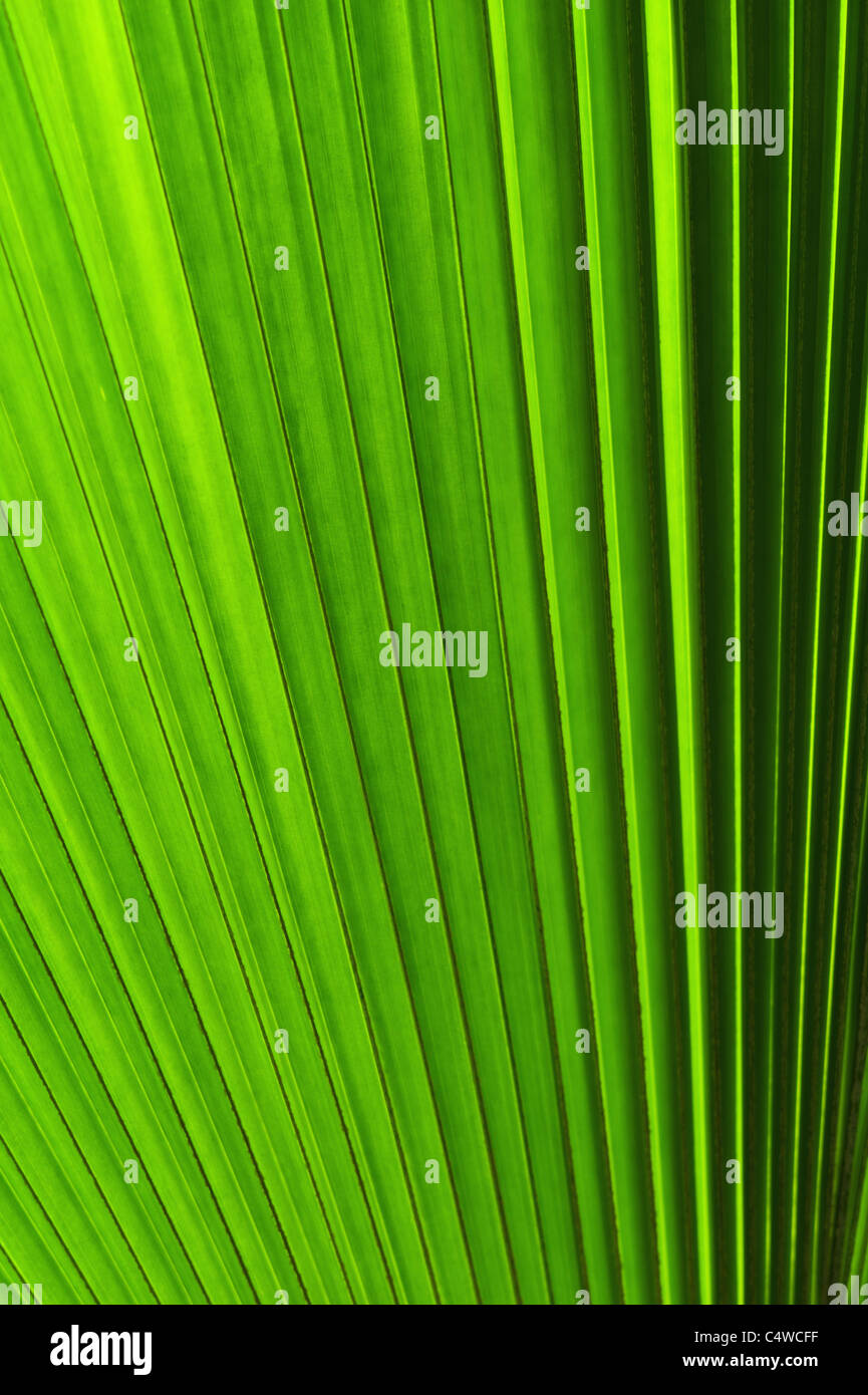 Extreme close-up view of green tropical leaf Stock Photo - Alamy