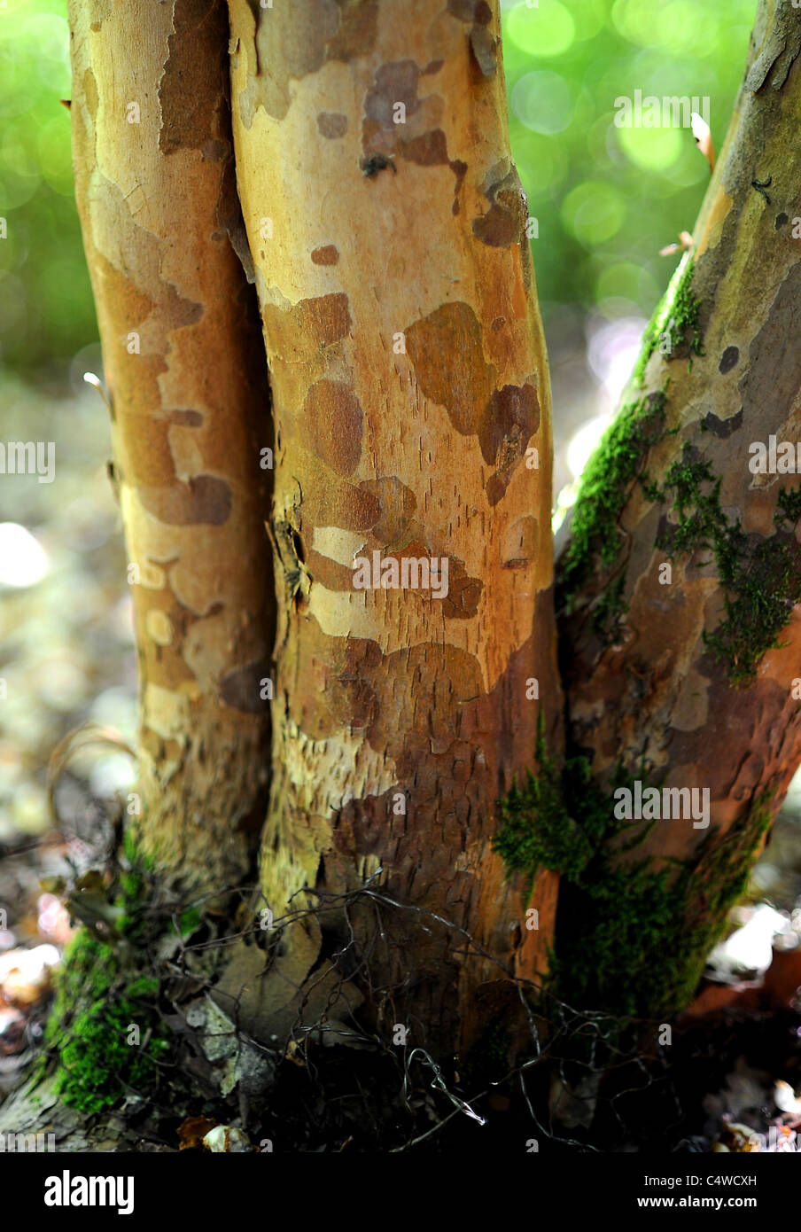 The unusual bark on a stewartia tree at High Beeches Gardens in Sussex ...