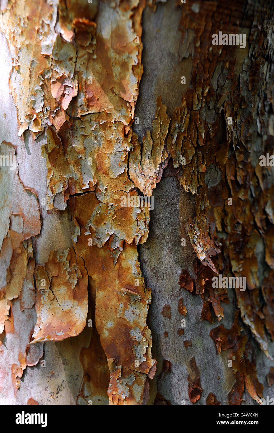 The unusual bark on a stewartia tree at High Beeches Gardens in Sussex ...
