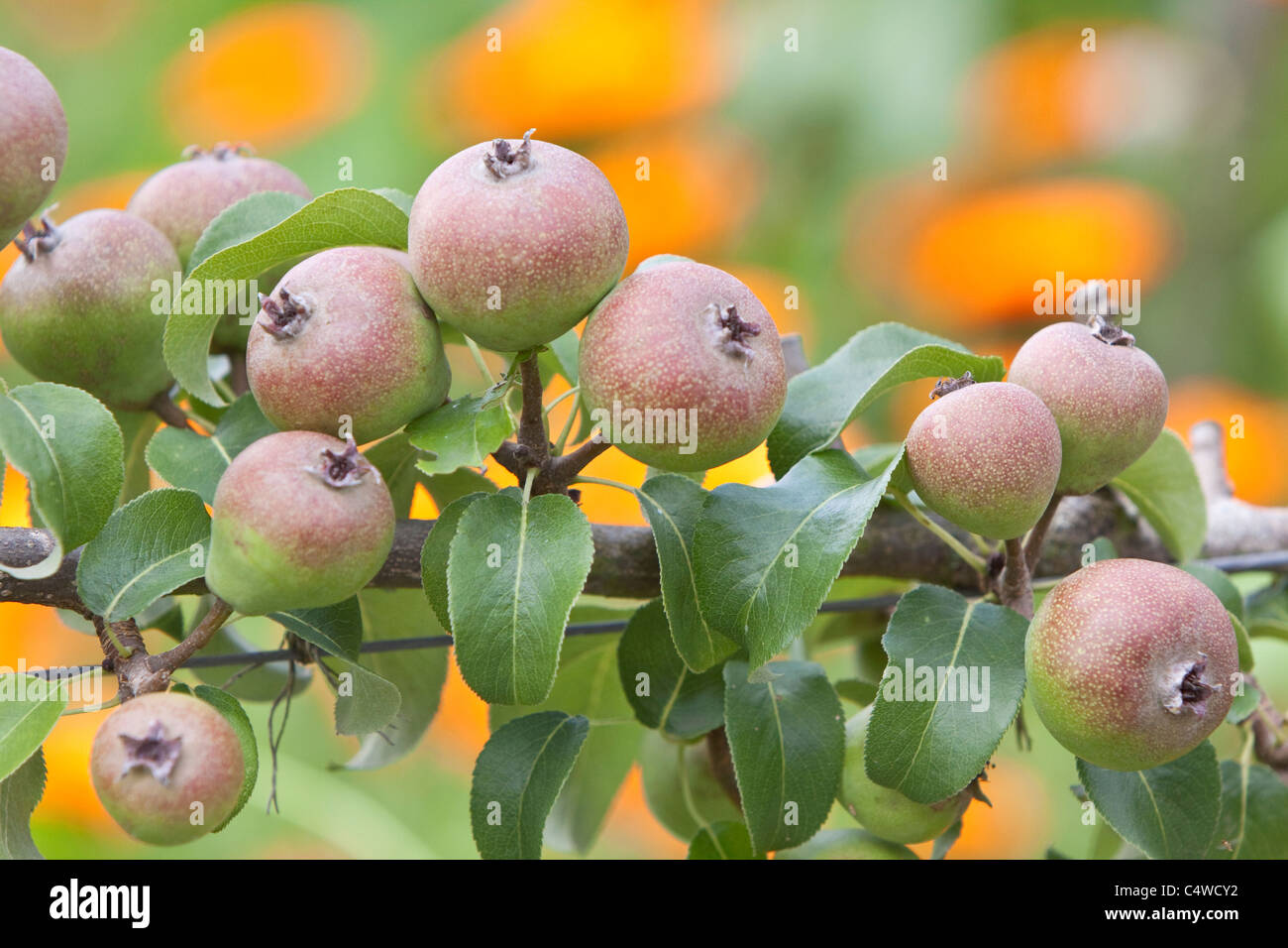 Espalier hi-res stock photography and images - Alamy