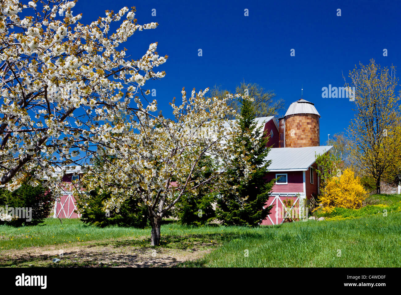 Cherry trees in bloom with barn on the Old Mission Peninsula near ...