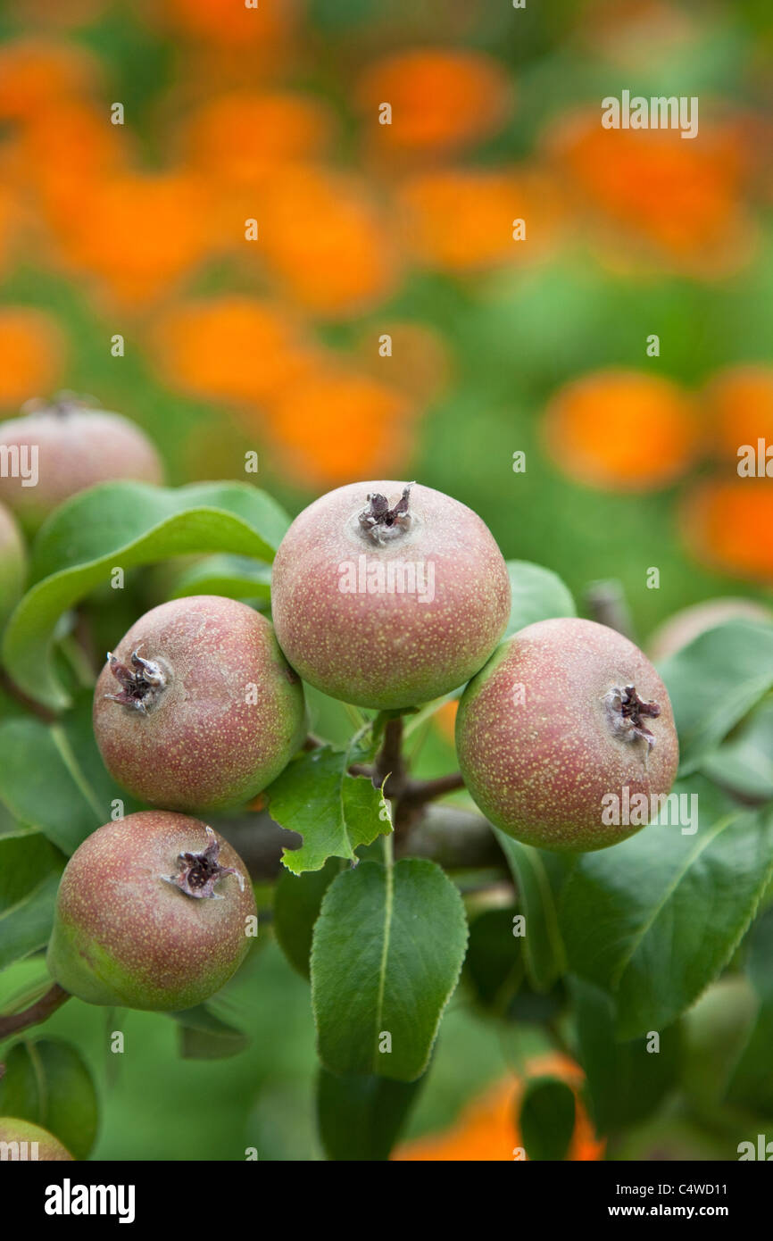 Cordon pears hi-res stock photography and images - Alamy