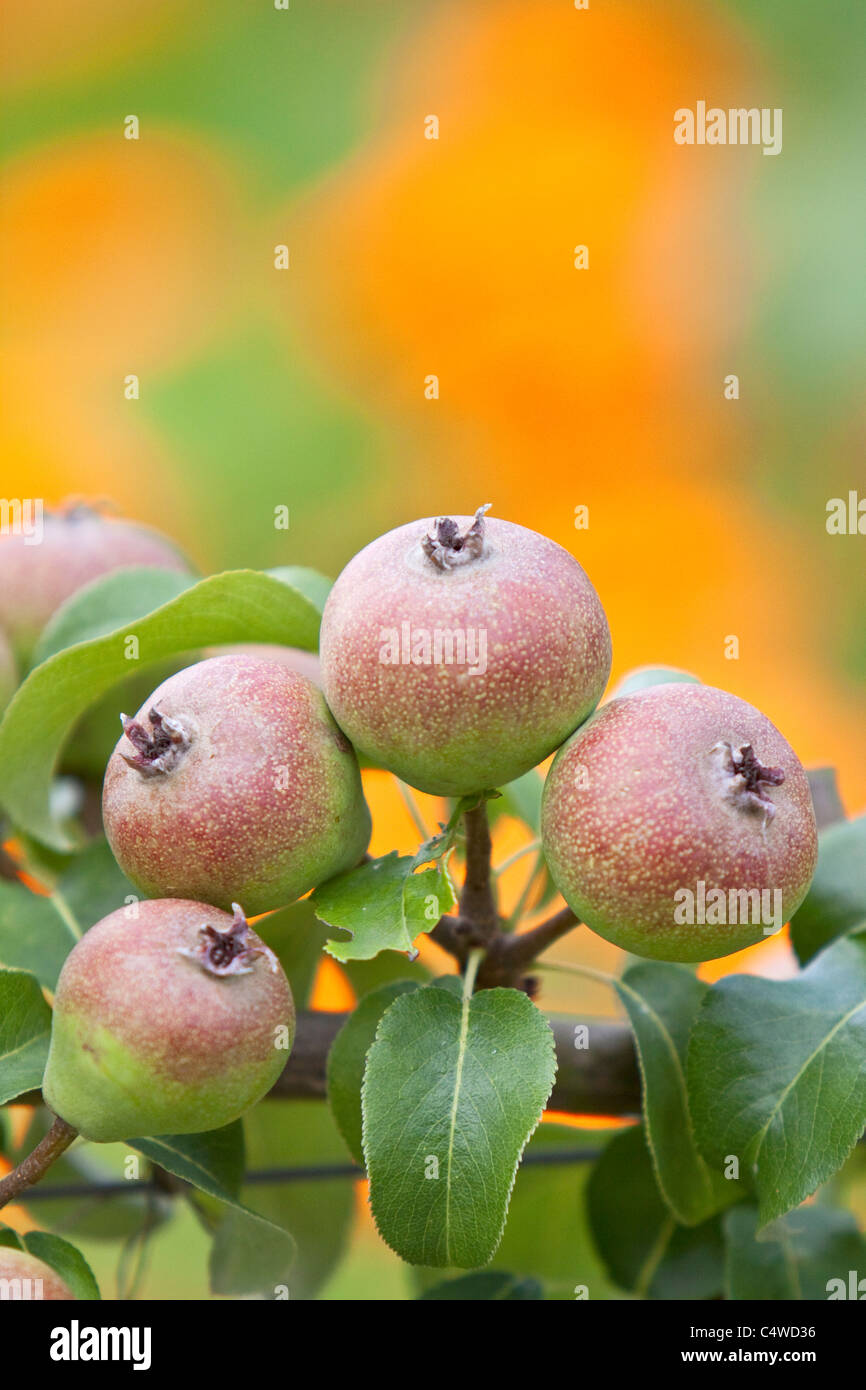 Espalier hi-res stock photography and images - Alamy