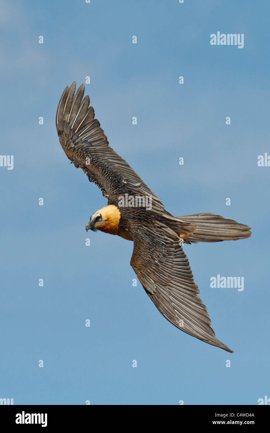 Raptors of spain hi-res stock photography and images - Alamy
