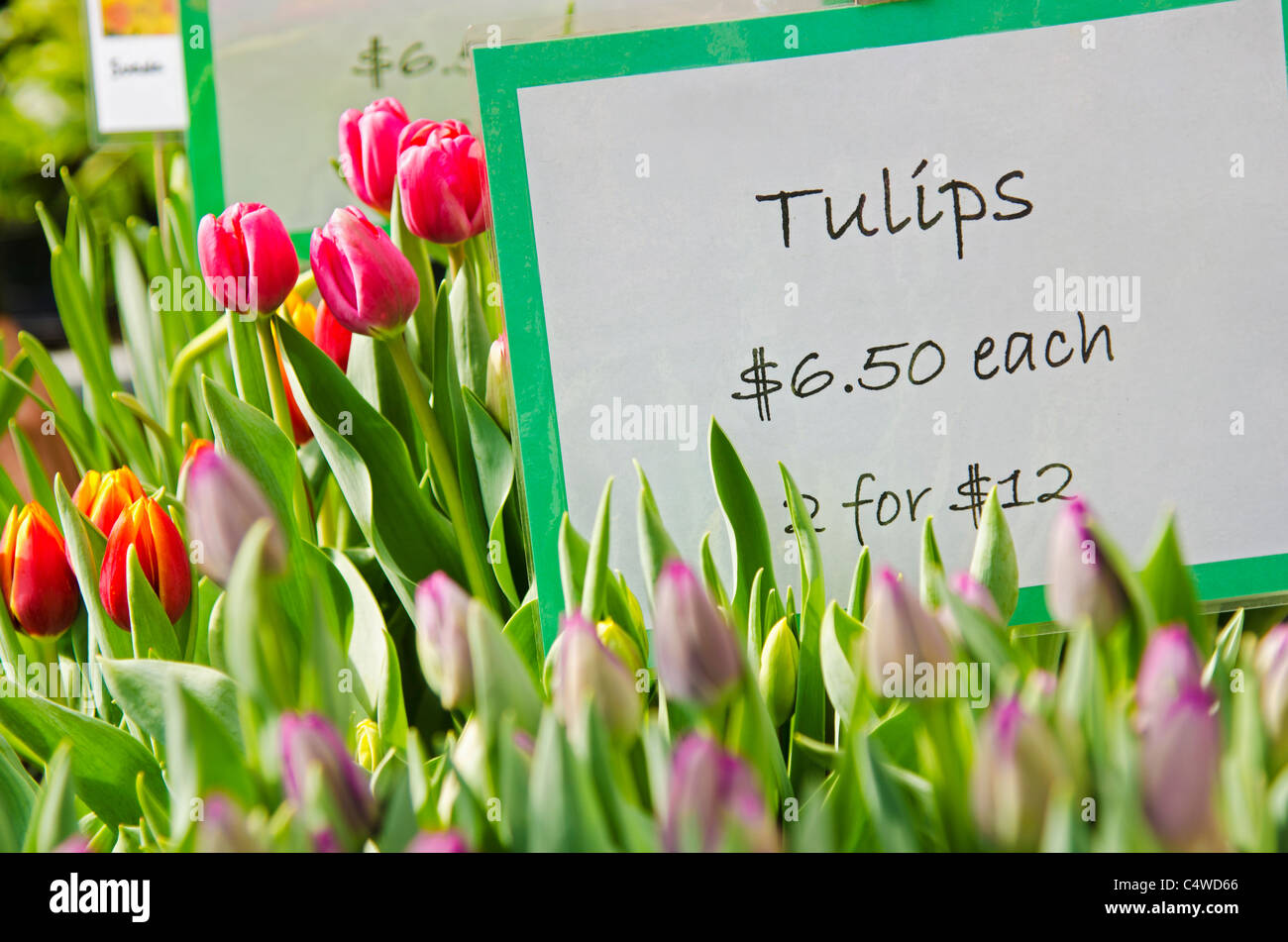 Tulip price hi-res stock photography and images - Alamy