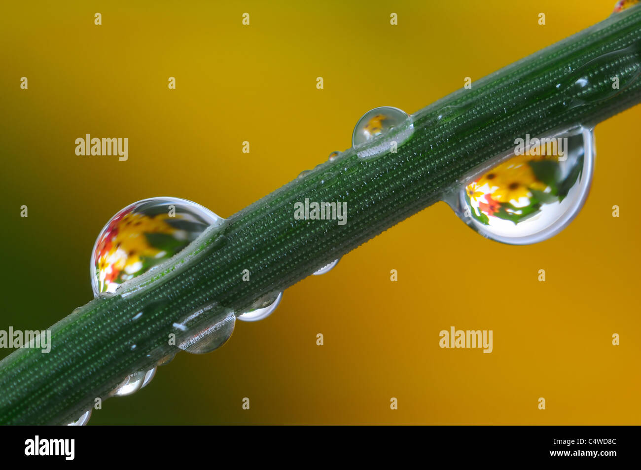Drops, drops on horsetail, reflections of water droplets Stock Photo ...