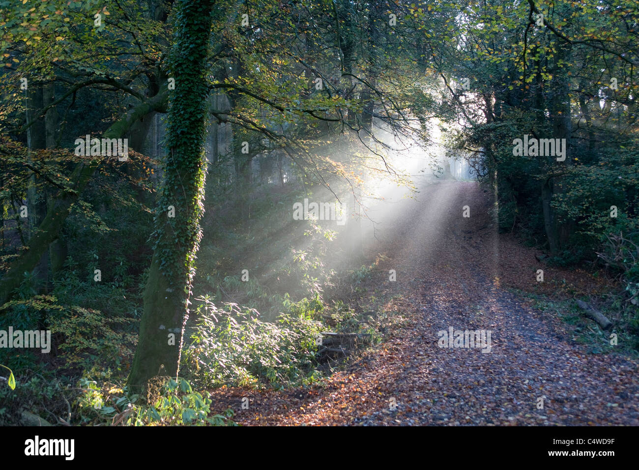 Beams of light illuminating a forest floor Stock Photo - Alamy