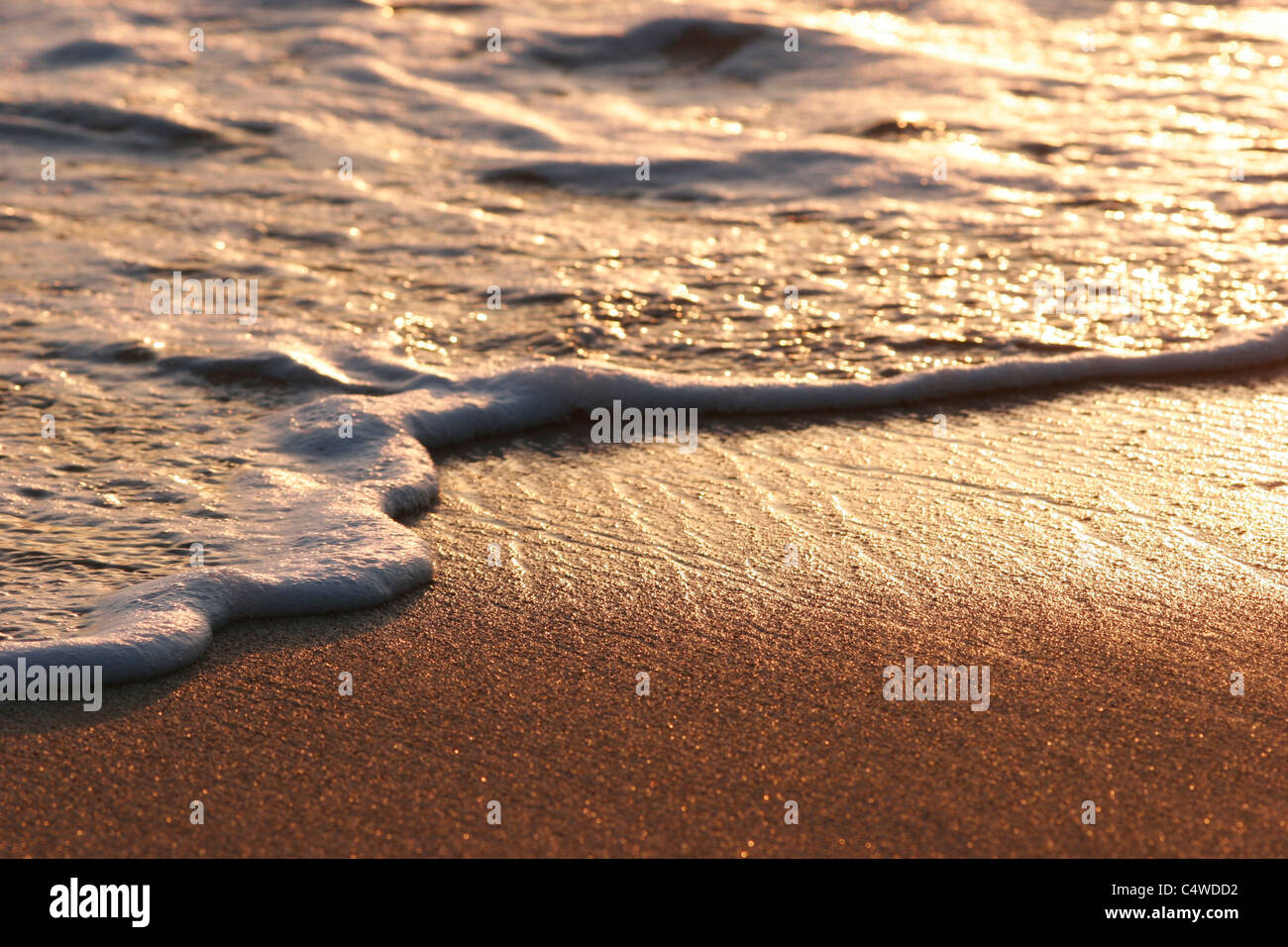 Foamy wave lapping sunlit sand Stock Photo - Alamy