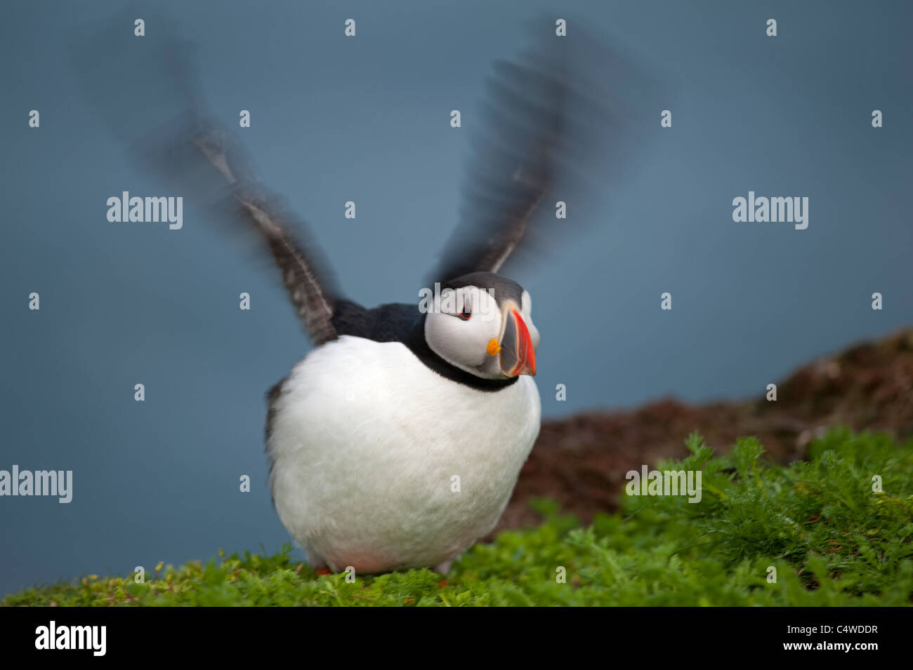 Atlantic Puffin Chick High Resolution Stock Photography and Images - Alamy