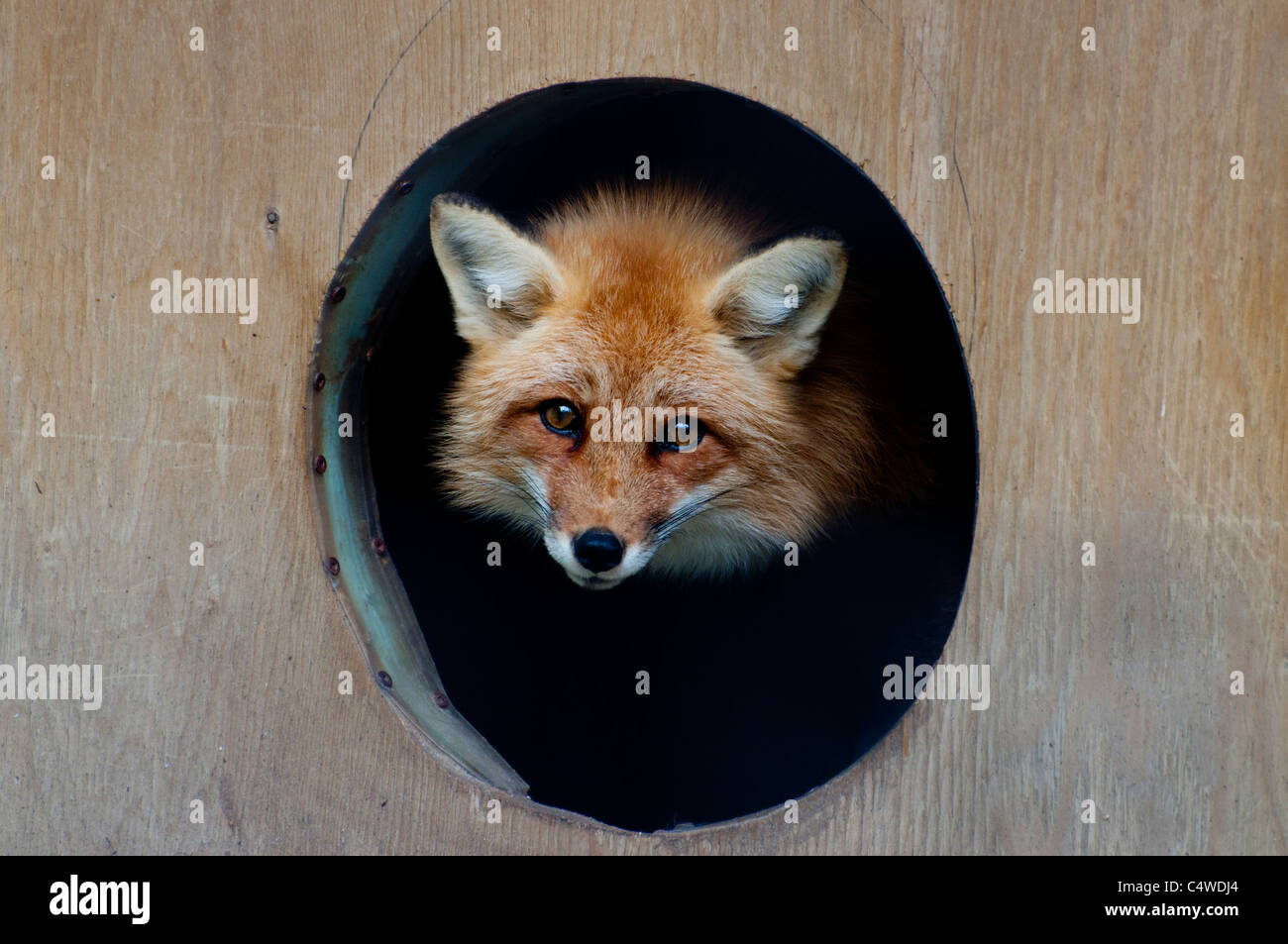 A Red Fox peeking out of its home at the Eco-museum, Ste. Anne de ...