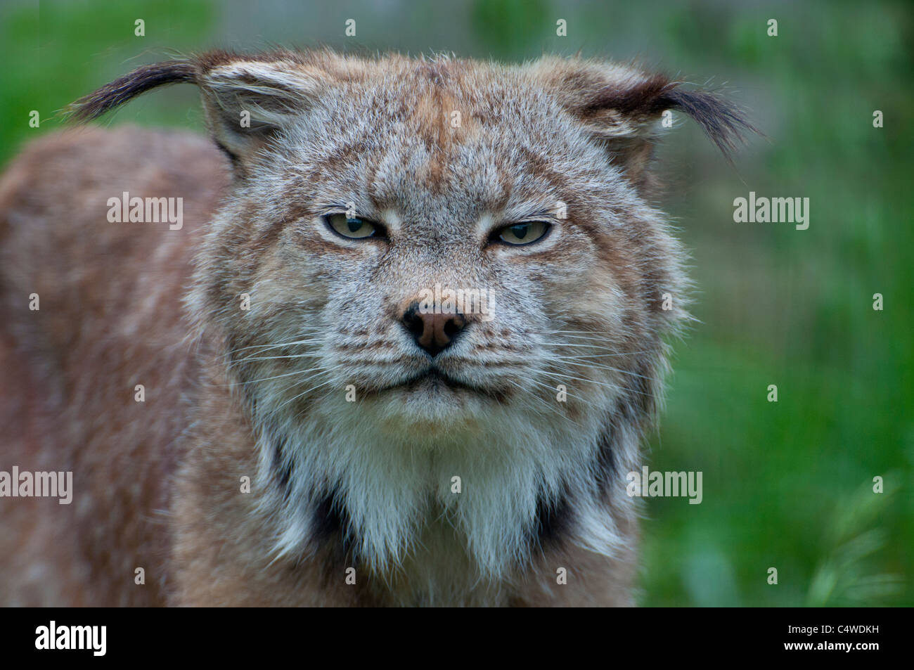 Canada lynx canadensis hi-res stock photography and images - Alamy