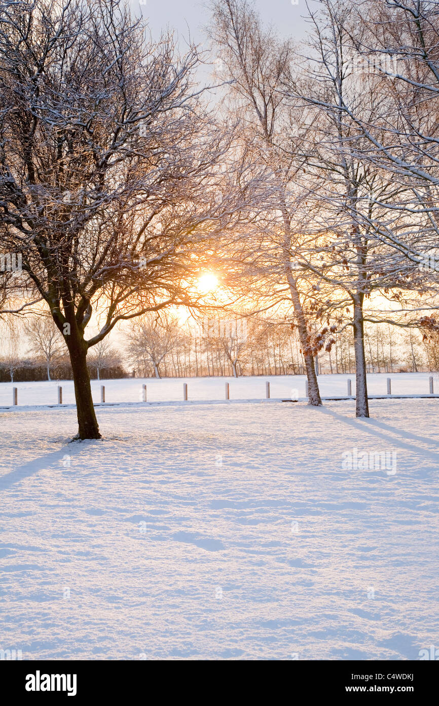 Golden sunrise through trees over a snowy field Stock Photo - Alamy