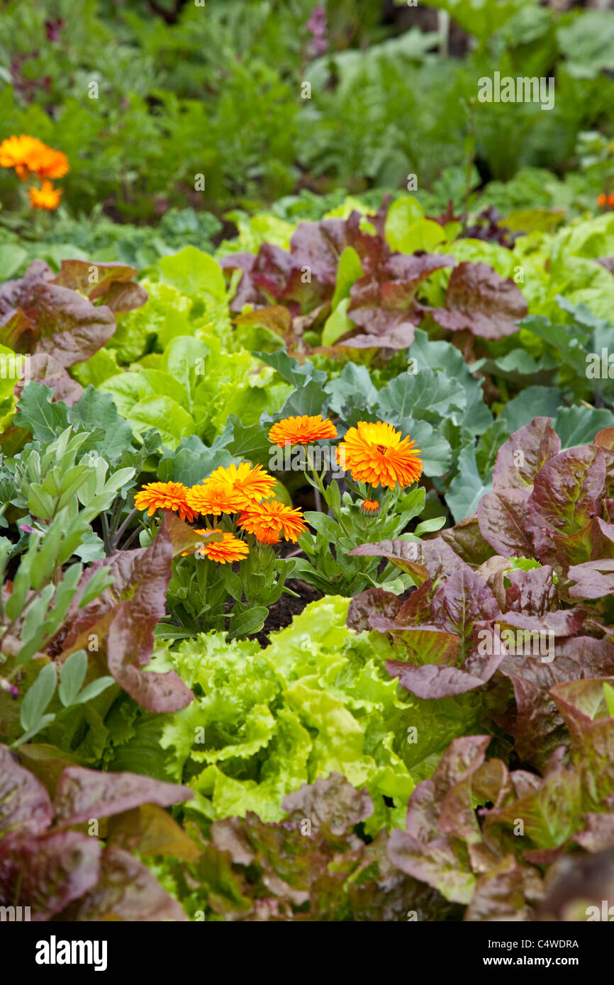 Marigolds in vegetable bed, England.UK Stock Photo - Alamy