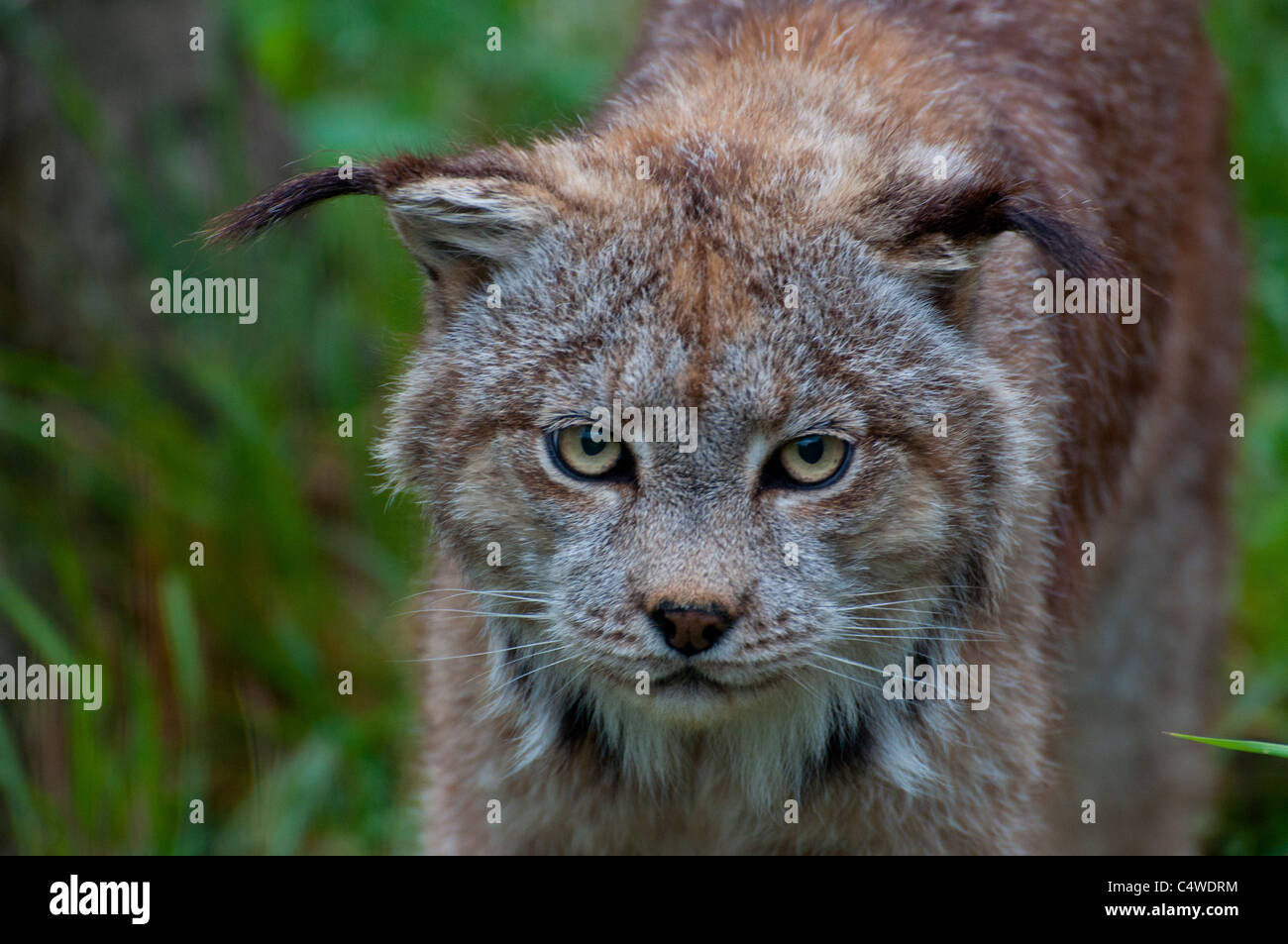Lynx canadensis canada lynx hi-res stock photography and images - Alamy