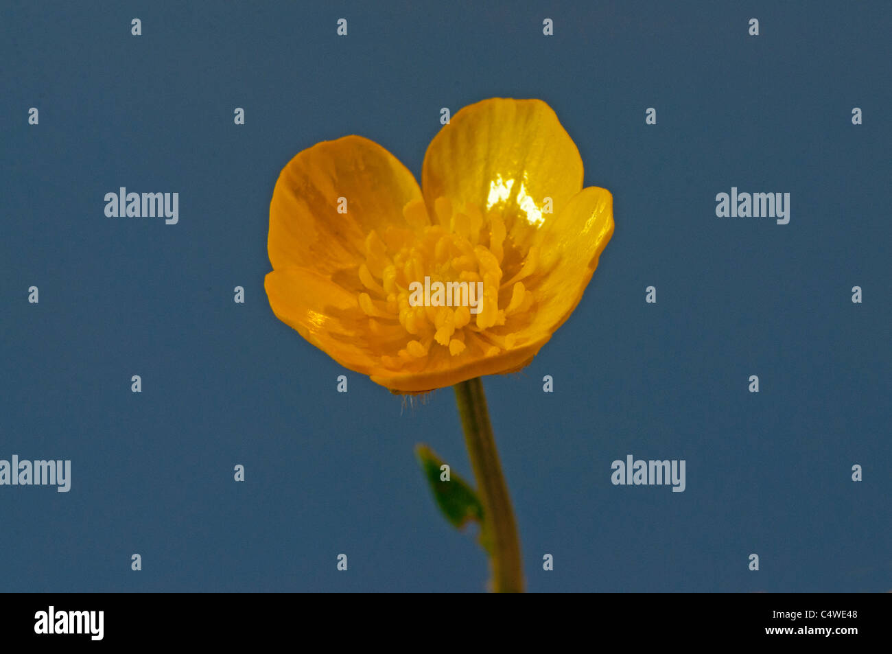 Buttercup flower hi-res stock photography and images - Alamy