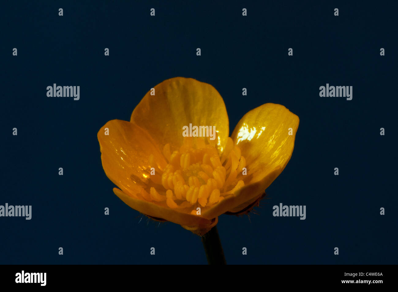 Buttercup flower hi-res stock photography and images - Alamy