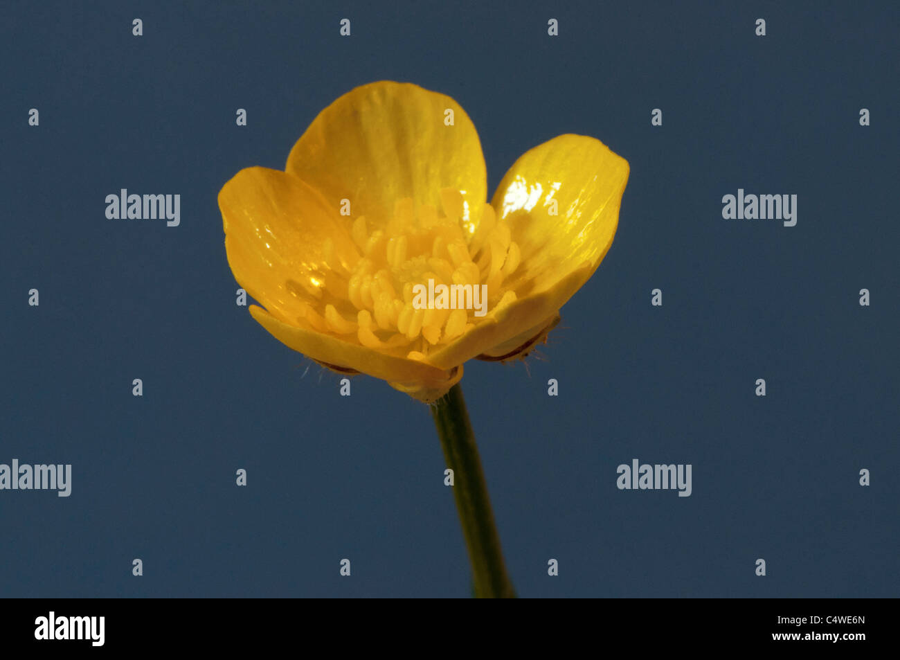 Buttercup flower hi-res stock photography and images - Alamy