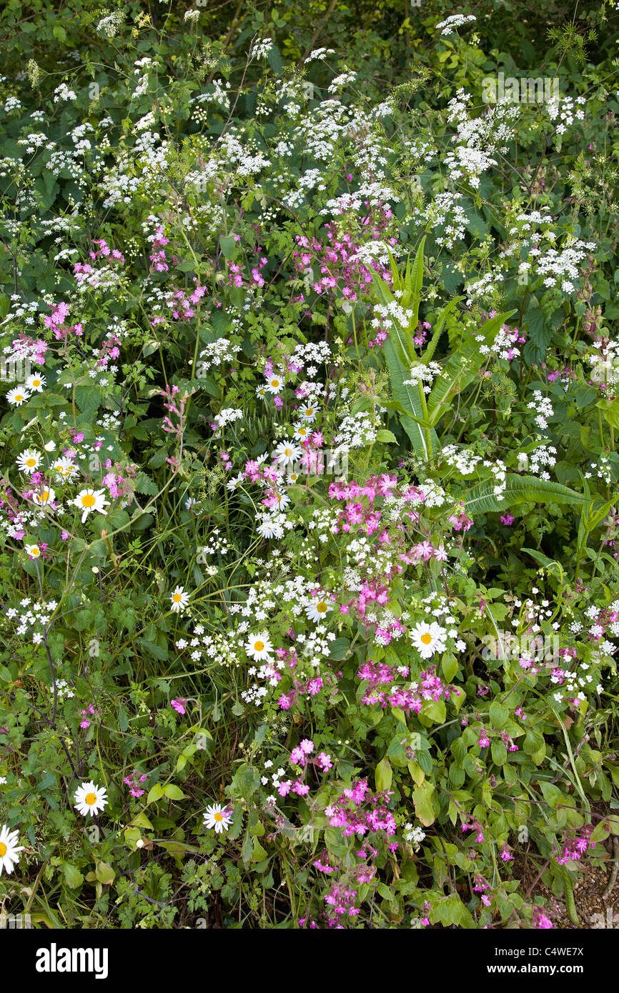 An assortment of summer wild flowers Stock Photo - Alamy