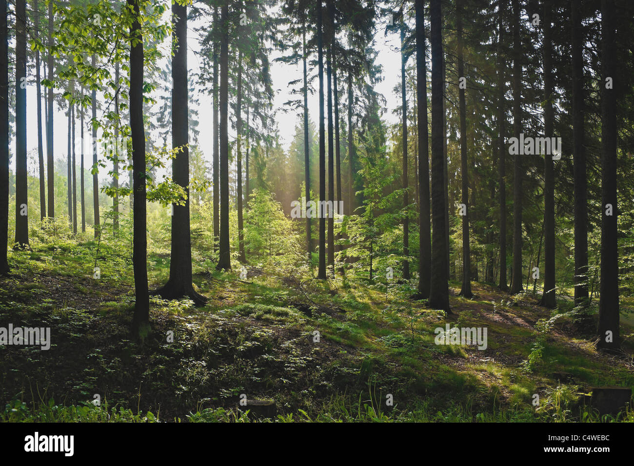 Mischwald im Sommer | Mixed forest in summer Stock Photo - Alamy